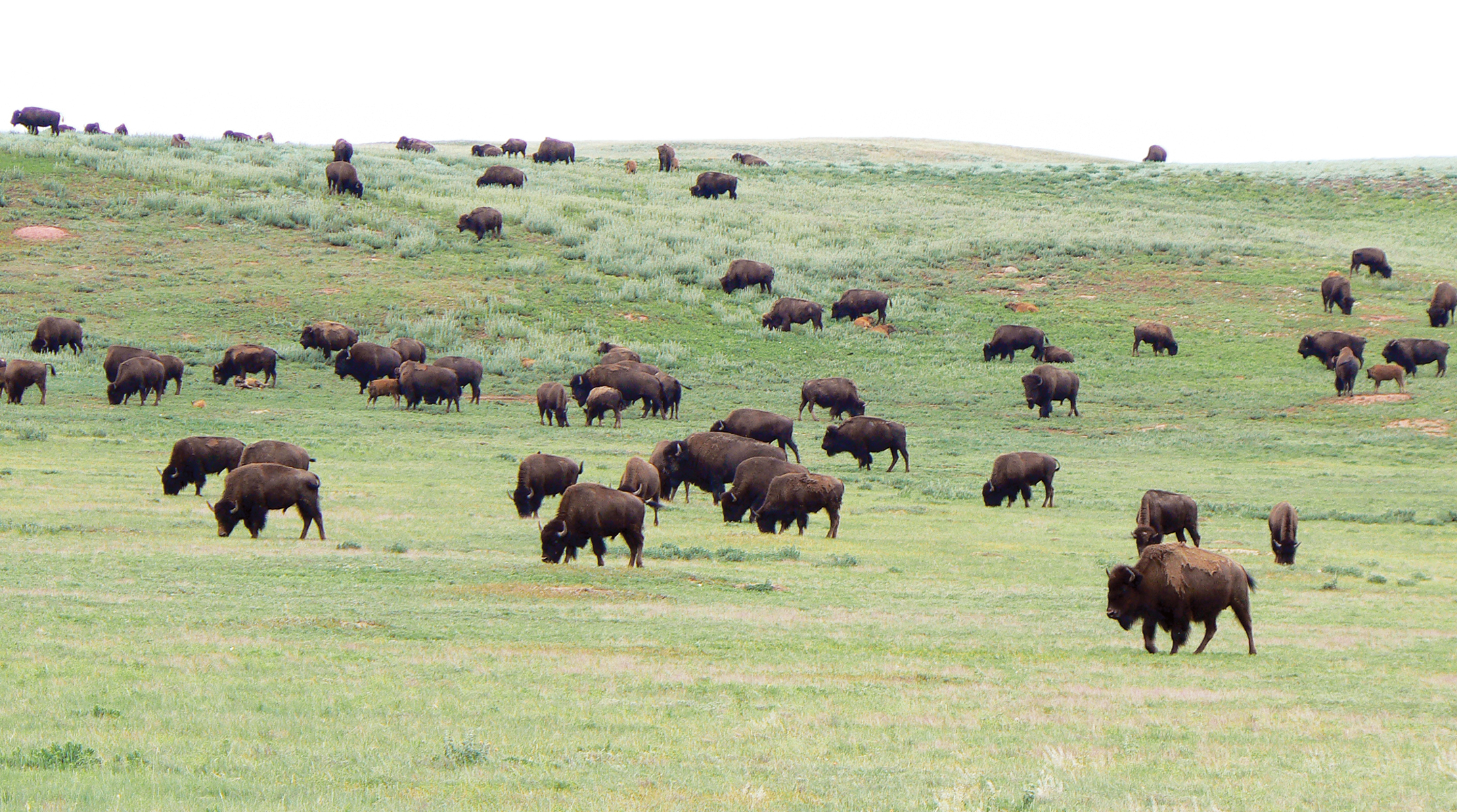 American Bison Facts – Mother Earth News